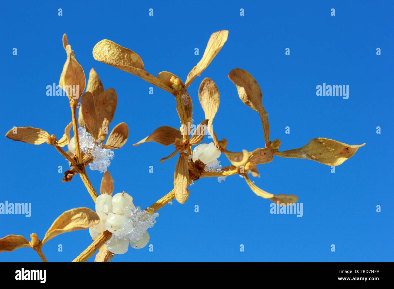 a dry sprig of mistletoe Stock Photo - Alamy