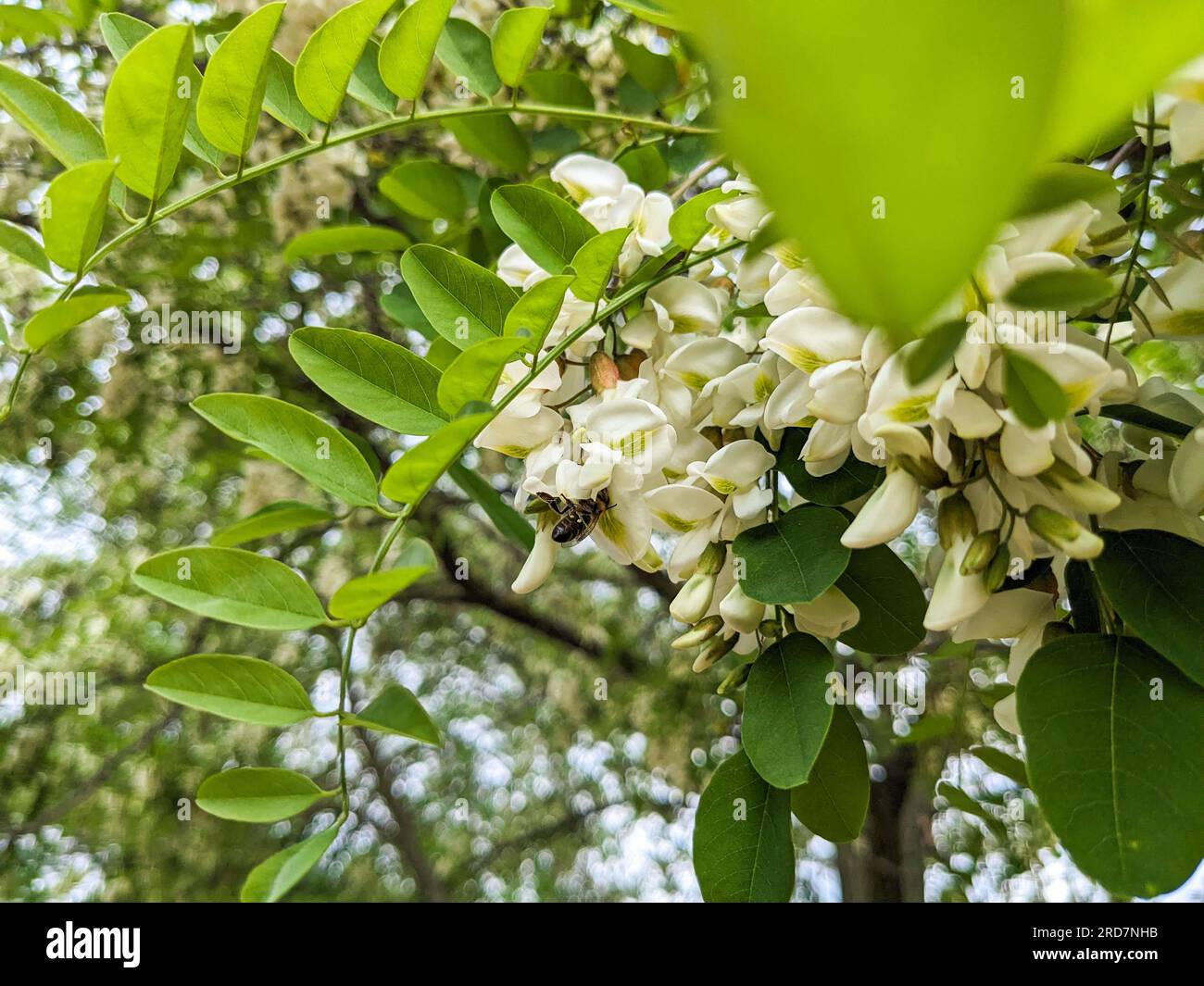 A bee on white acacia flowers collects nectar. Pollination of trees ...