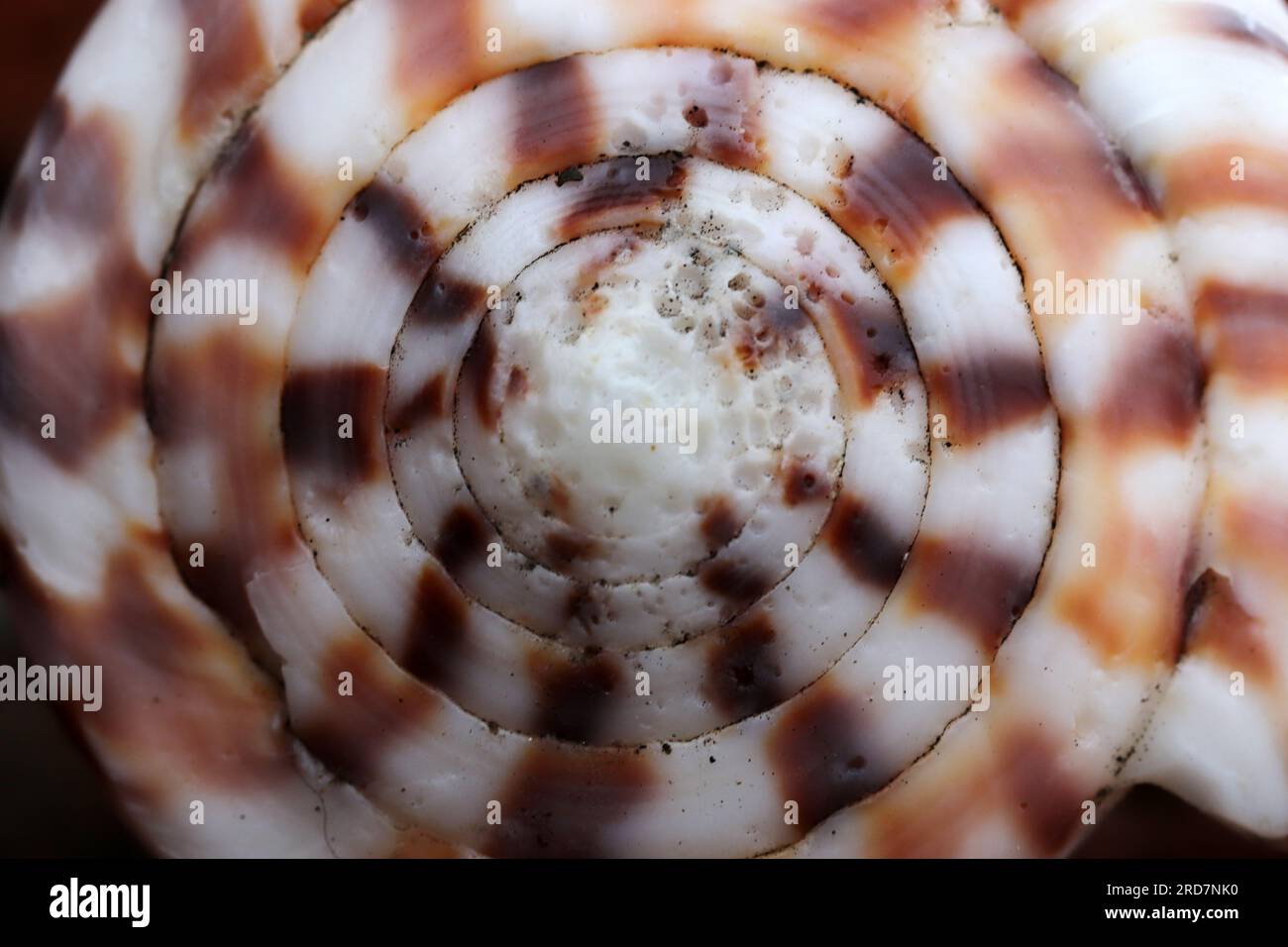 Spiral markings hi-res stock photography and images - Alamy