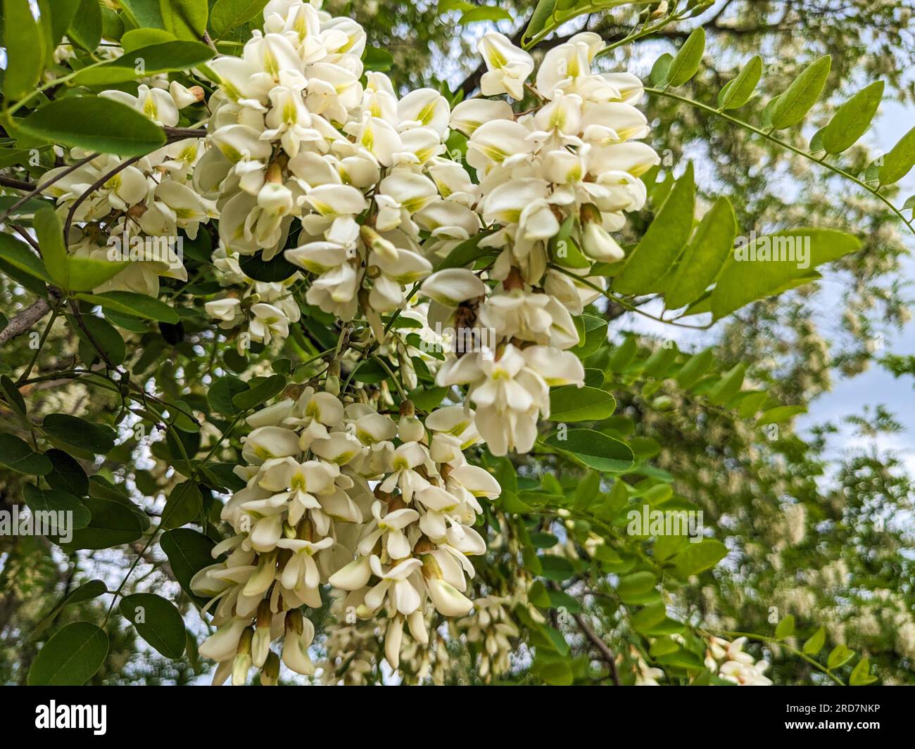 Acacia flowers in natural light hi-res stock photography and images - Alamy