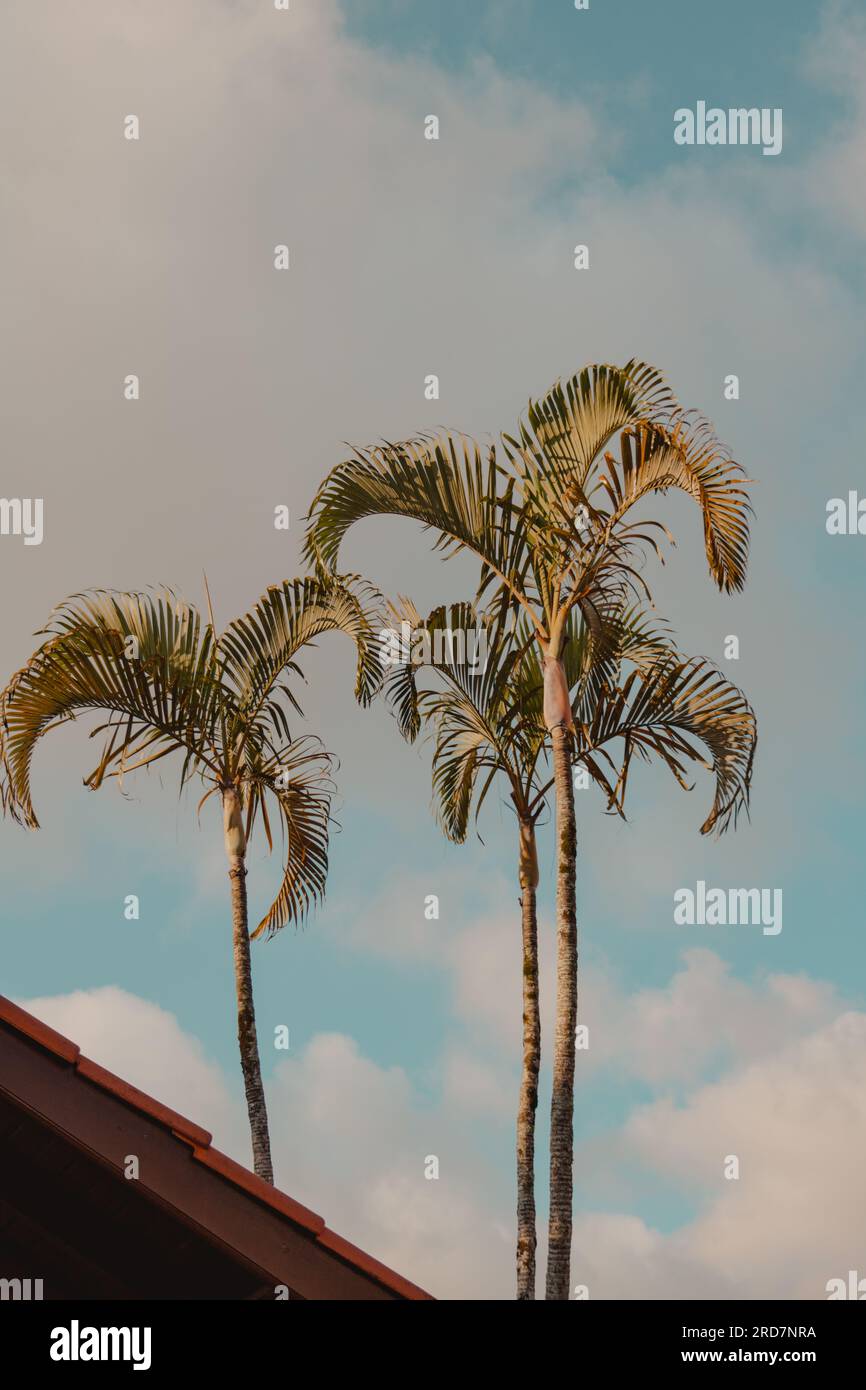 palm tree view Stock Photo - Alamy