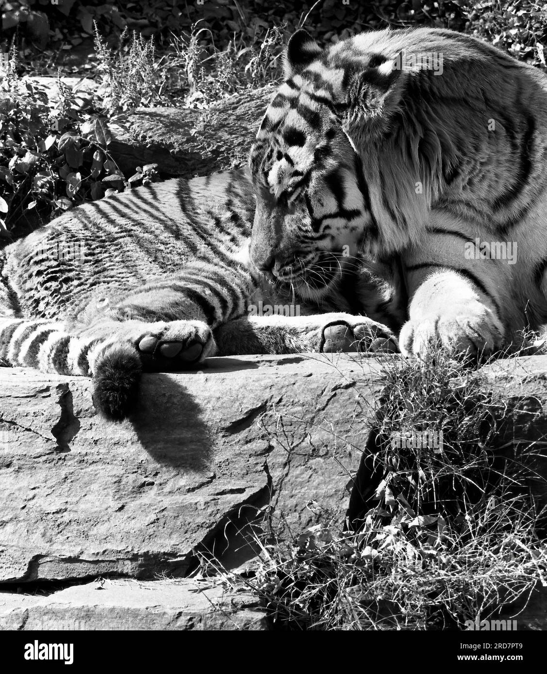 Black and white image of Bengal tiger Resting Captured on Film Stock ...