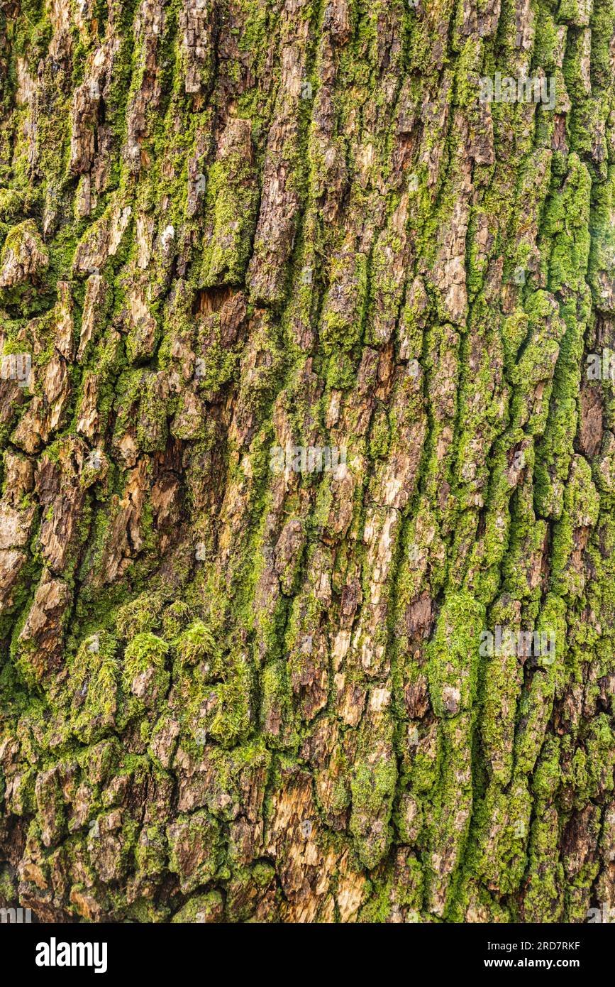 Full frame image of rough bark of a mighty old tree, useful as a ...