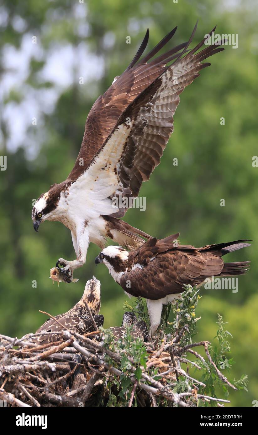 Osprey bringing fish back to nest, Ontario, Canada Stock Photo - Alamy