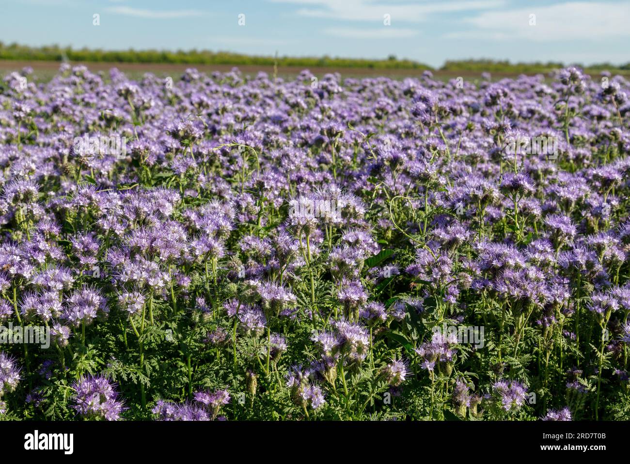 Lacy phacelia, blue tansy or purple tansy. Phacelia tanacetifolia Stock ...