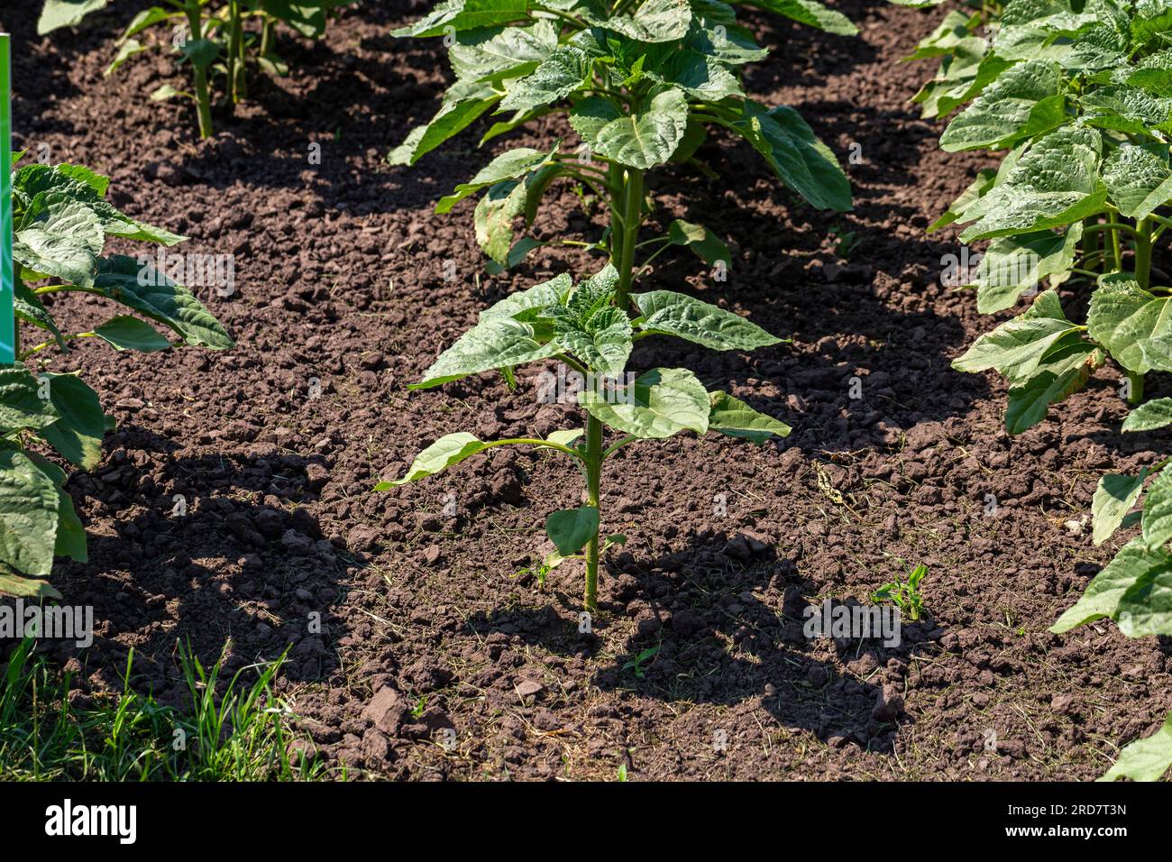 A close-up of a sprout of sunflower sprouts lit by the afternoon sun on ...
