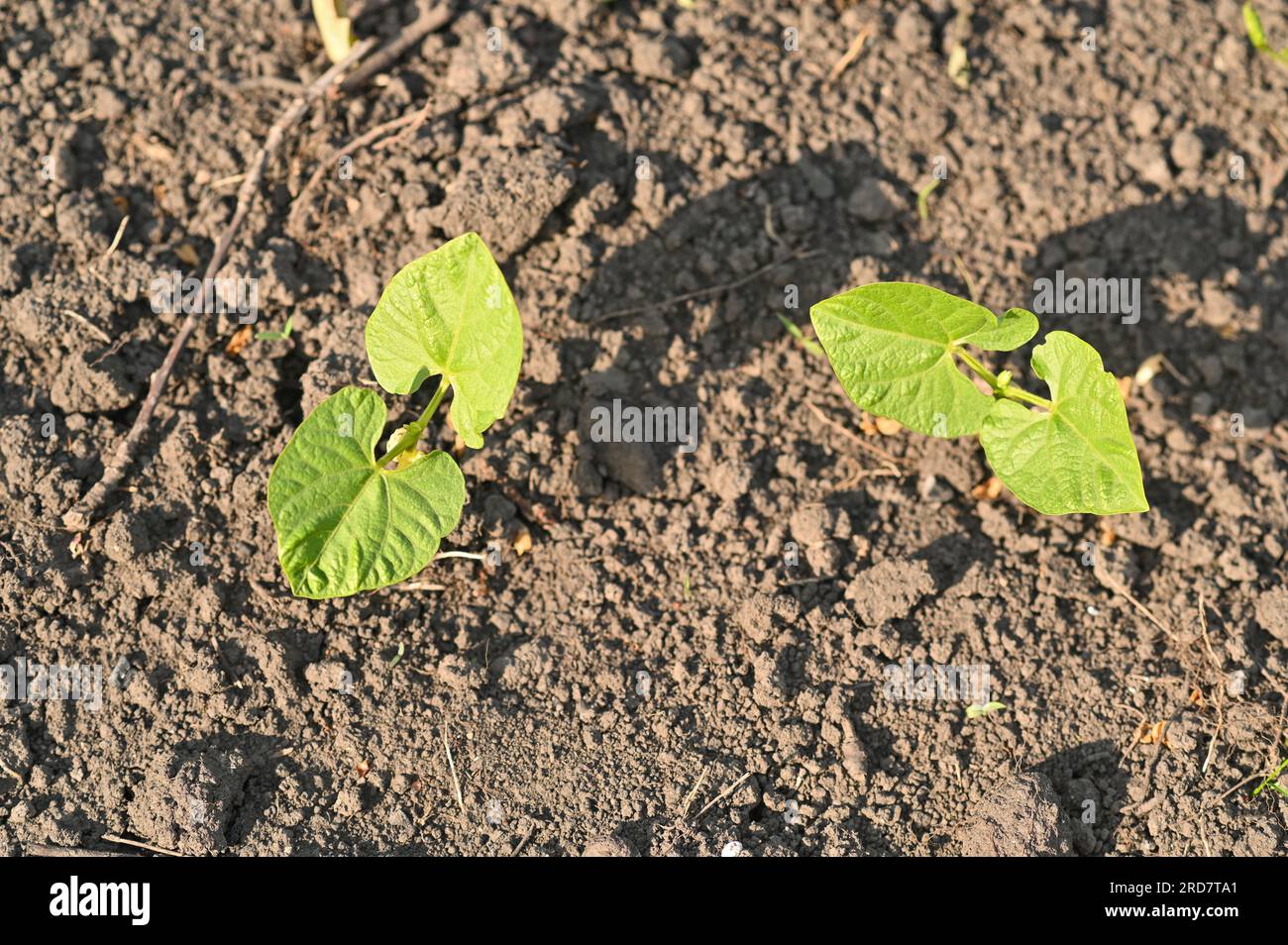Pumpkin sprout in the garden. squash seedling in the soil in the field ...