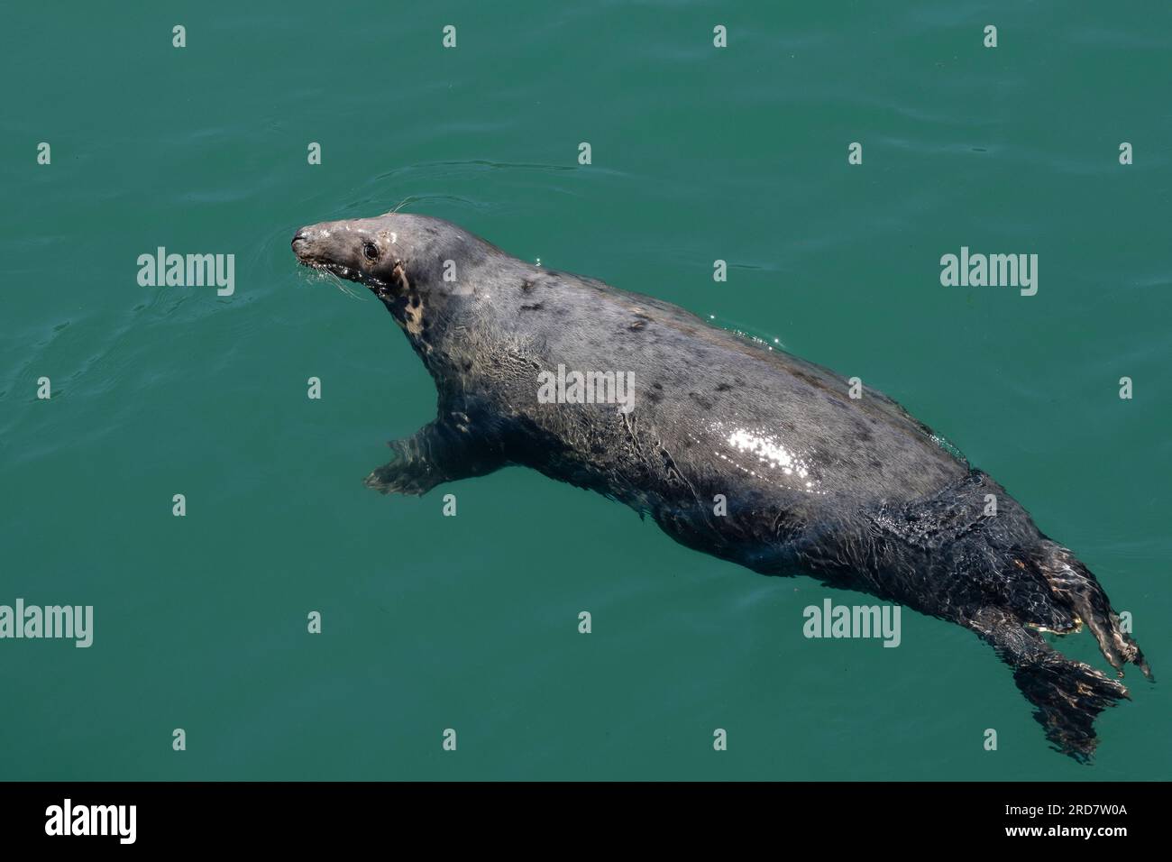 One of the Grey Seals Halichoerus grypus that regularly visit Newquay ...
