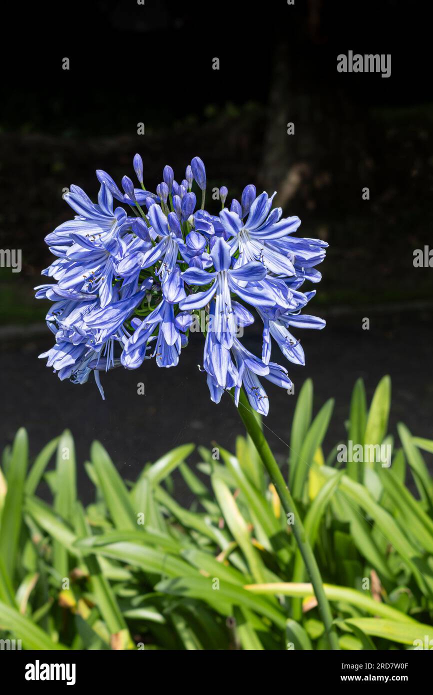 Agapanthus in bloom in a garden in Newquay in Cornwall in the UK Stock ...