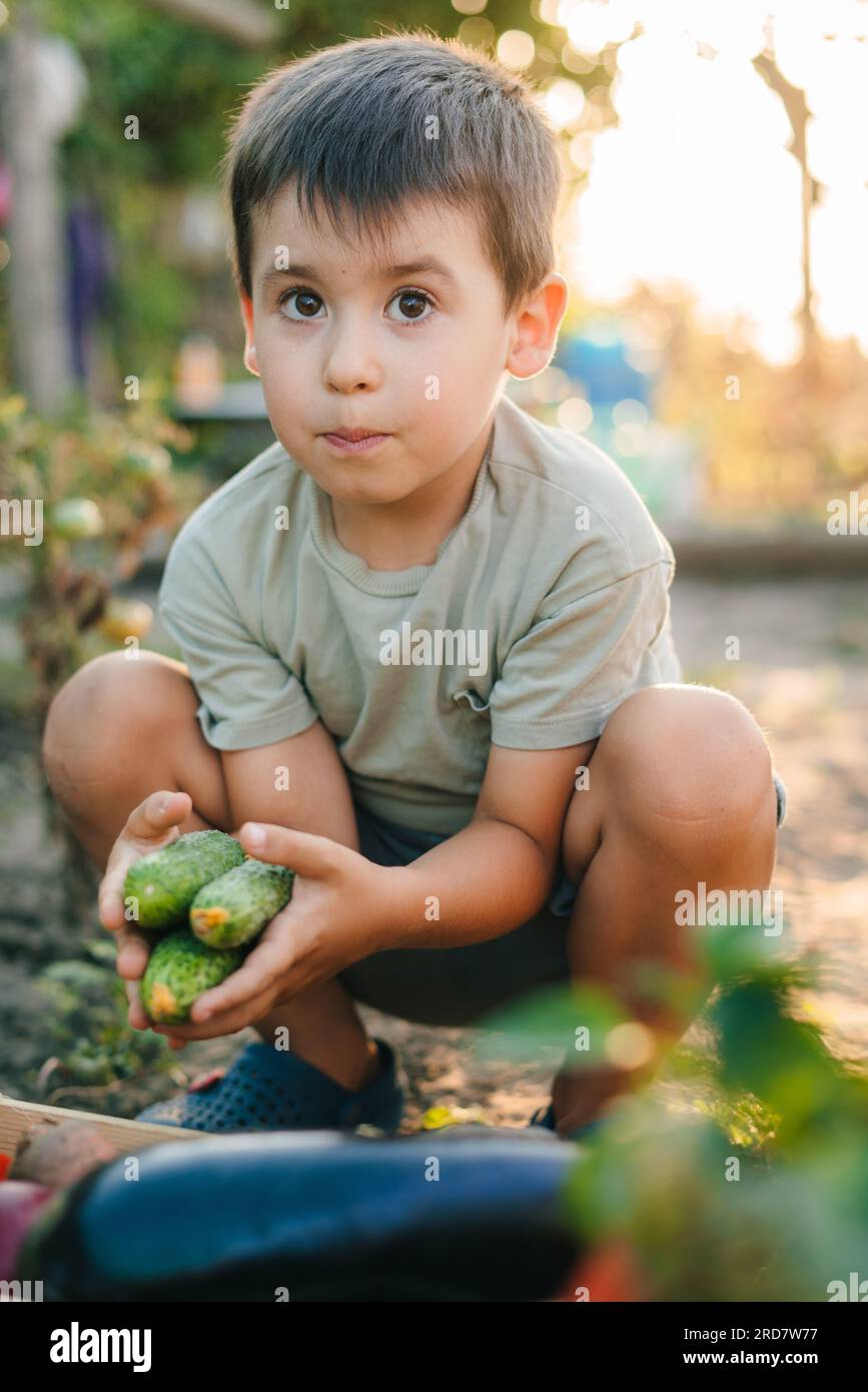 Small boy with a whole box of ripe vegetables at sunset in the garden ...