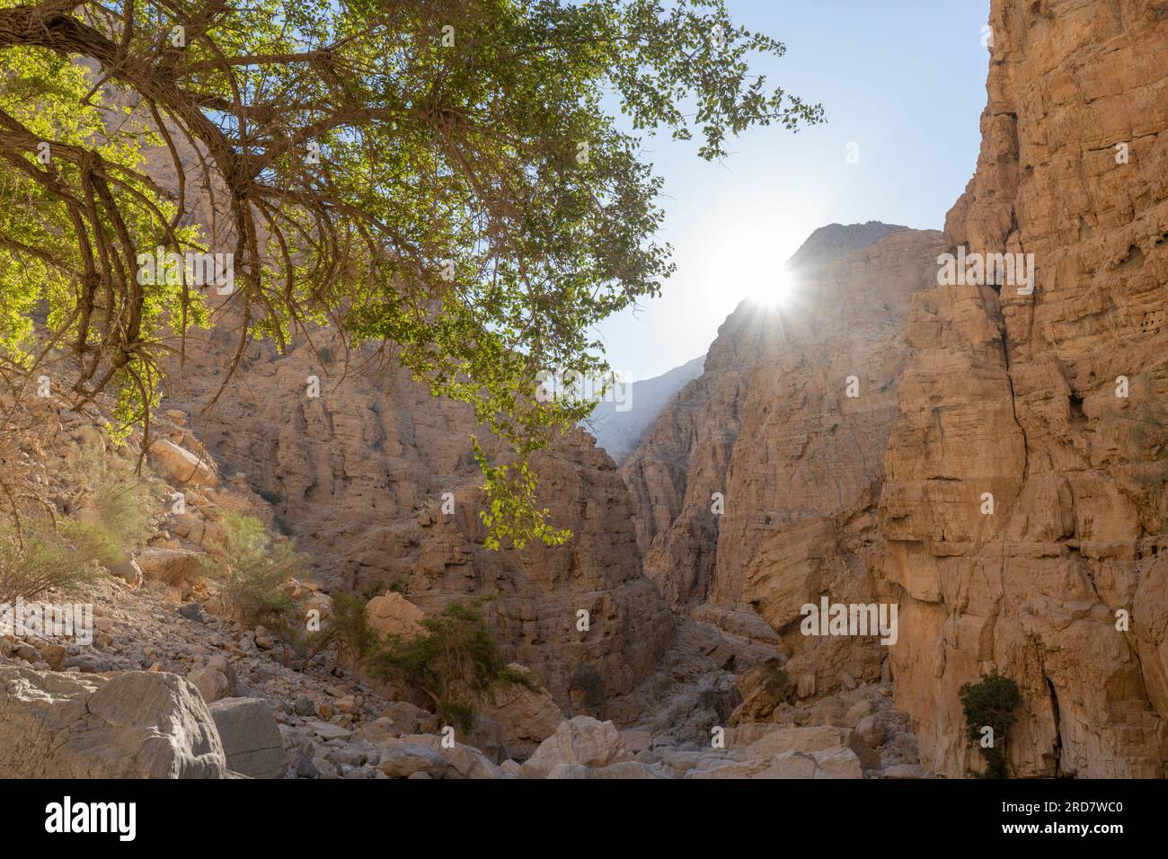 Middle three trees hi-res stock photography and images - Alamy