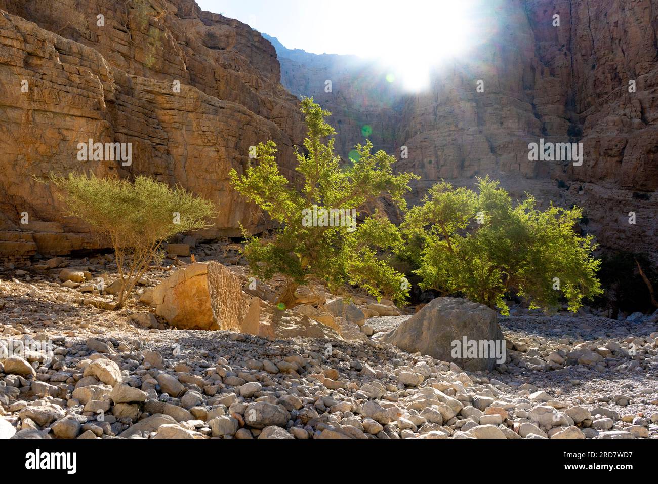 Wadi uae hi-res stock photography and images - Alamy