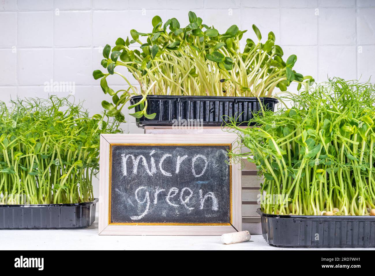Fresh grown microgreens, on kitchen white table corner. Home grown ...