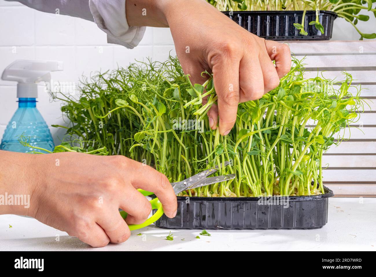 Women cut fresh grown microgreens, on kitchen white table corner. Home ...
