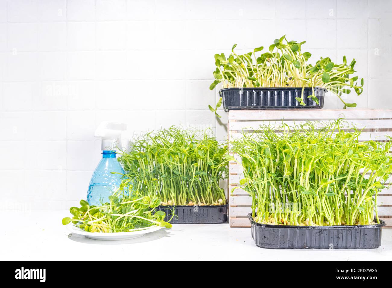 Fresh grown microgreens, on kitchen white table corner. Home grown ...