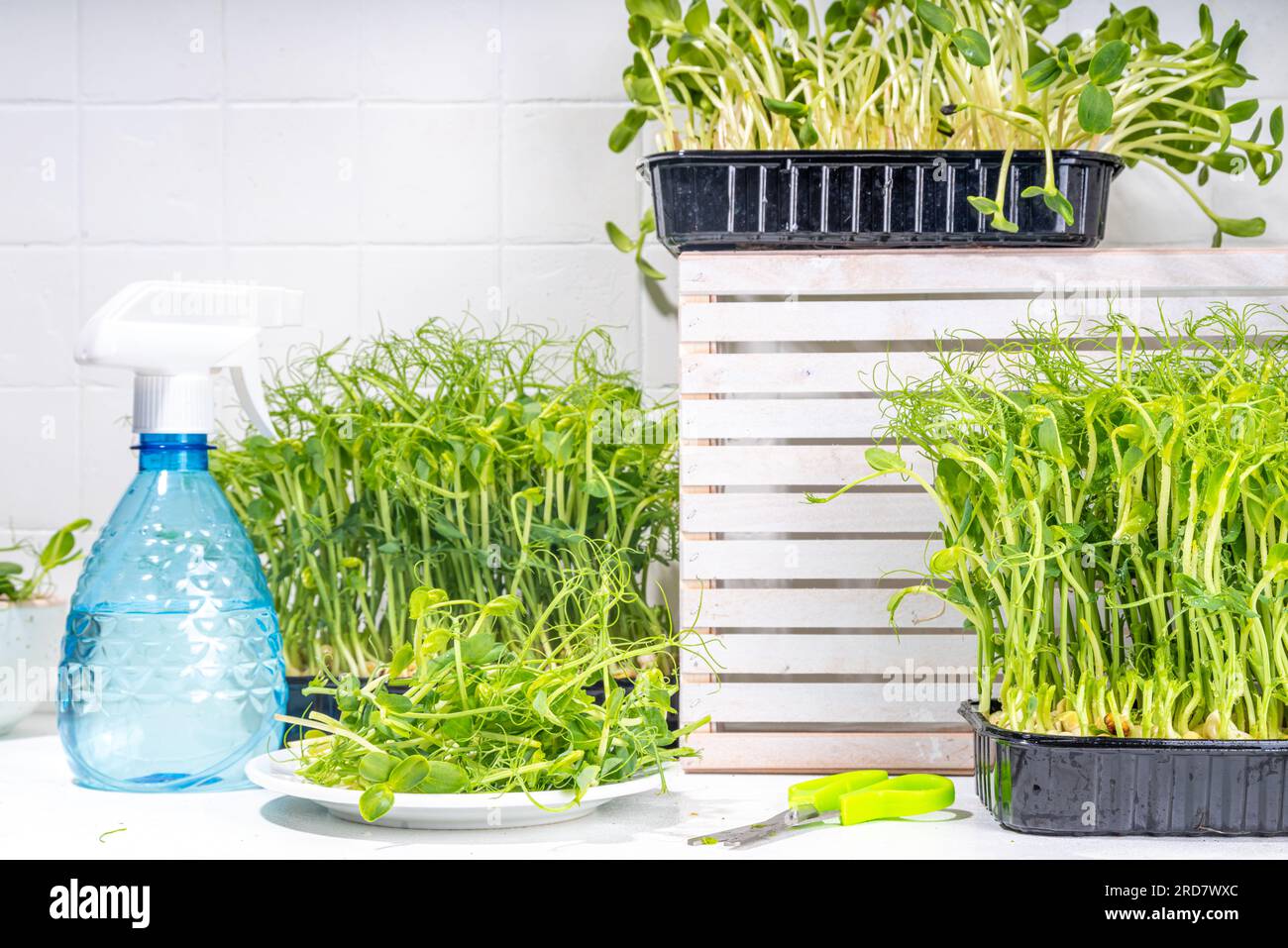 Fresh grown microgreens, on kitchen white table corner. Home grown ...