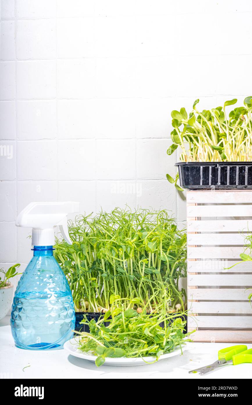 Fresh grown microgreens, on kitchen white table corner. Home grown ...
