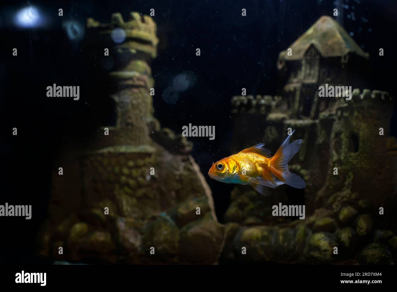 Fish tank castle hi-res stock photography and images - Alamy