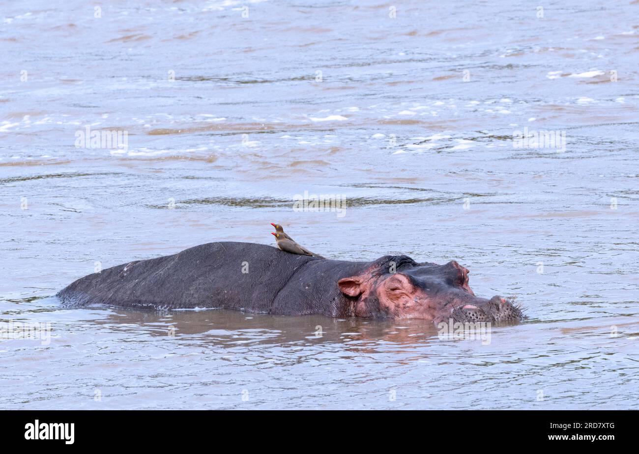 As a Hippo snoozes in the river, two Red-billed Oxpecker rest on his ...