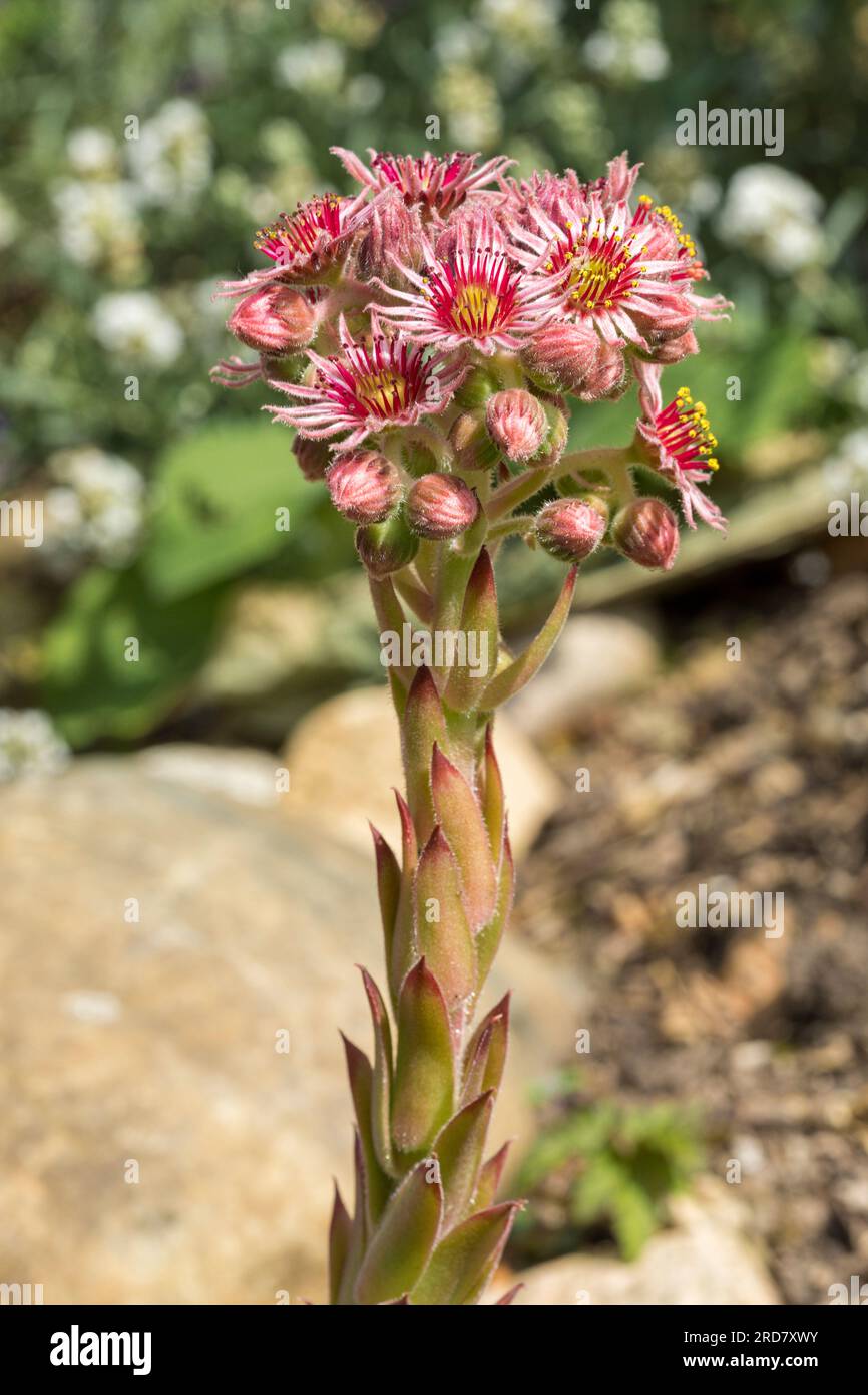 Houseleek flower hi-res stock photography and images - Alamy