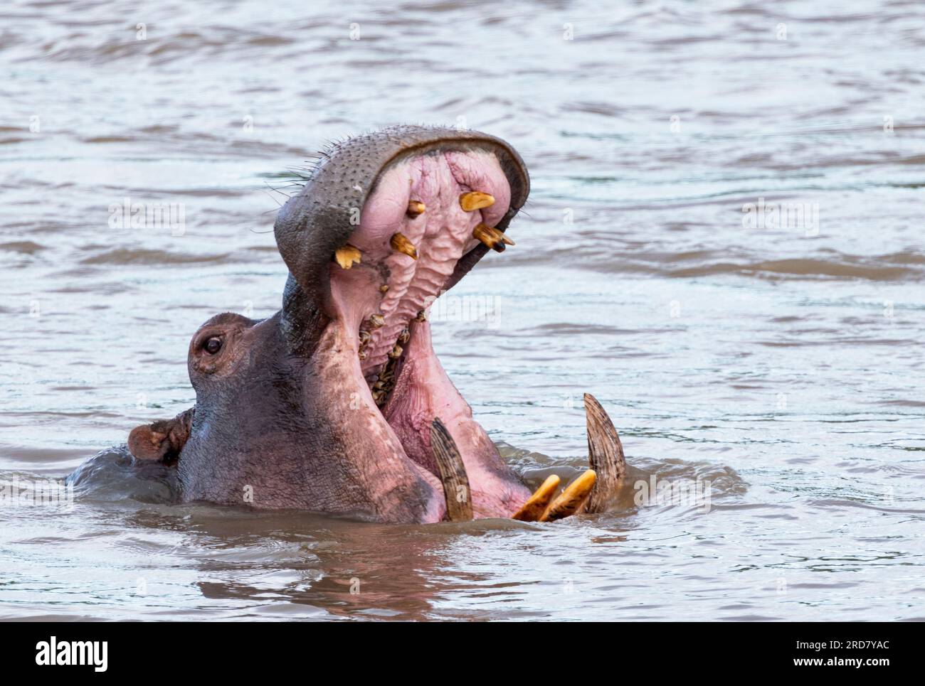 This Hippo bull is yawning wide, not from boredom but giving a clear ...
