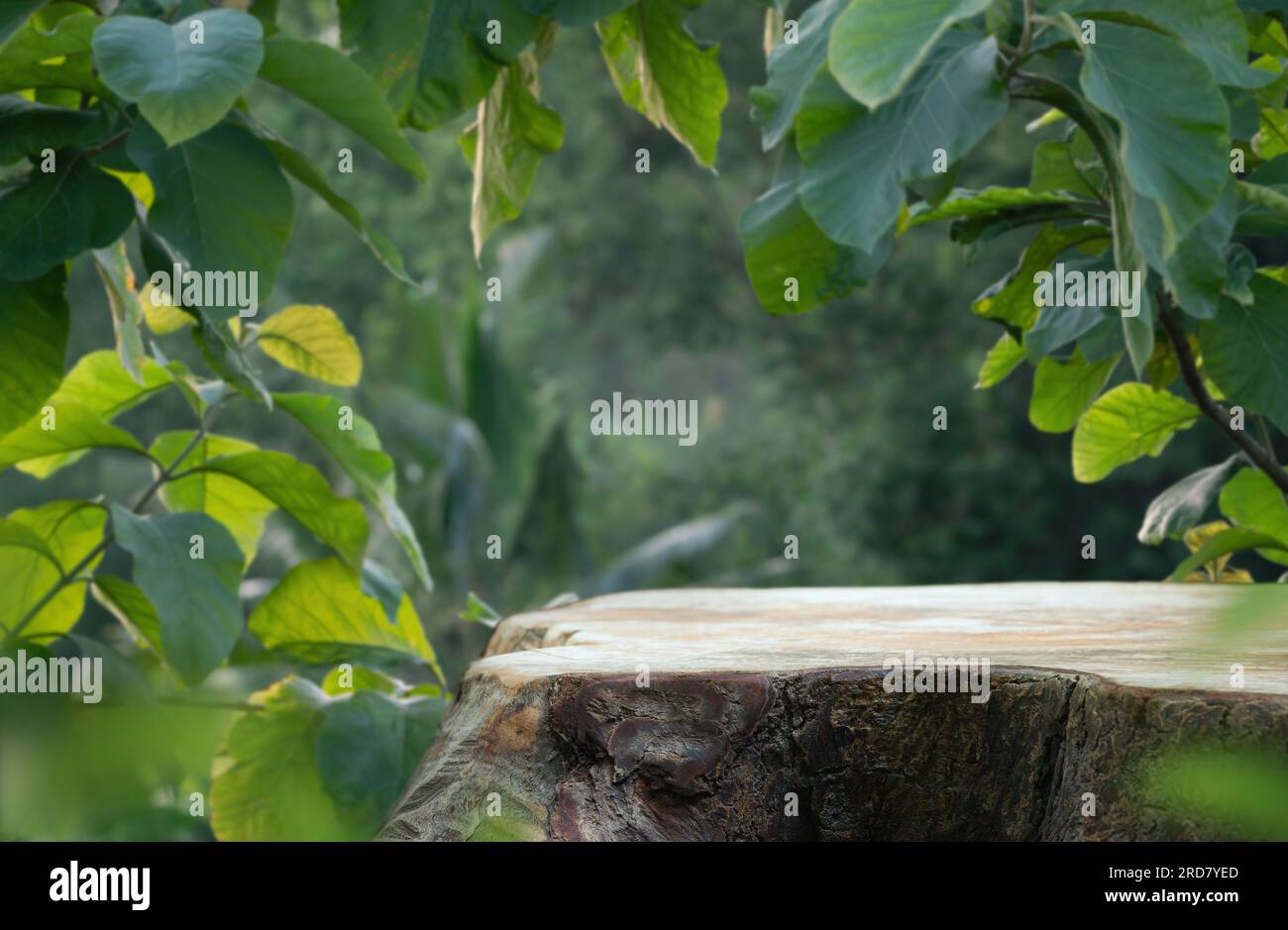 Wood tabletop counter podium floor in outdoors tropical garden forest ...