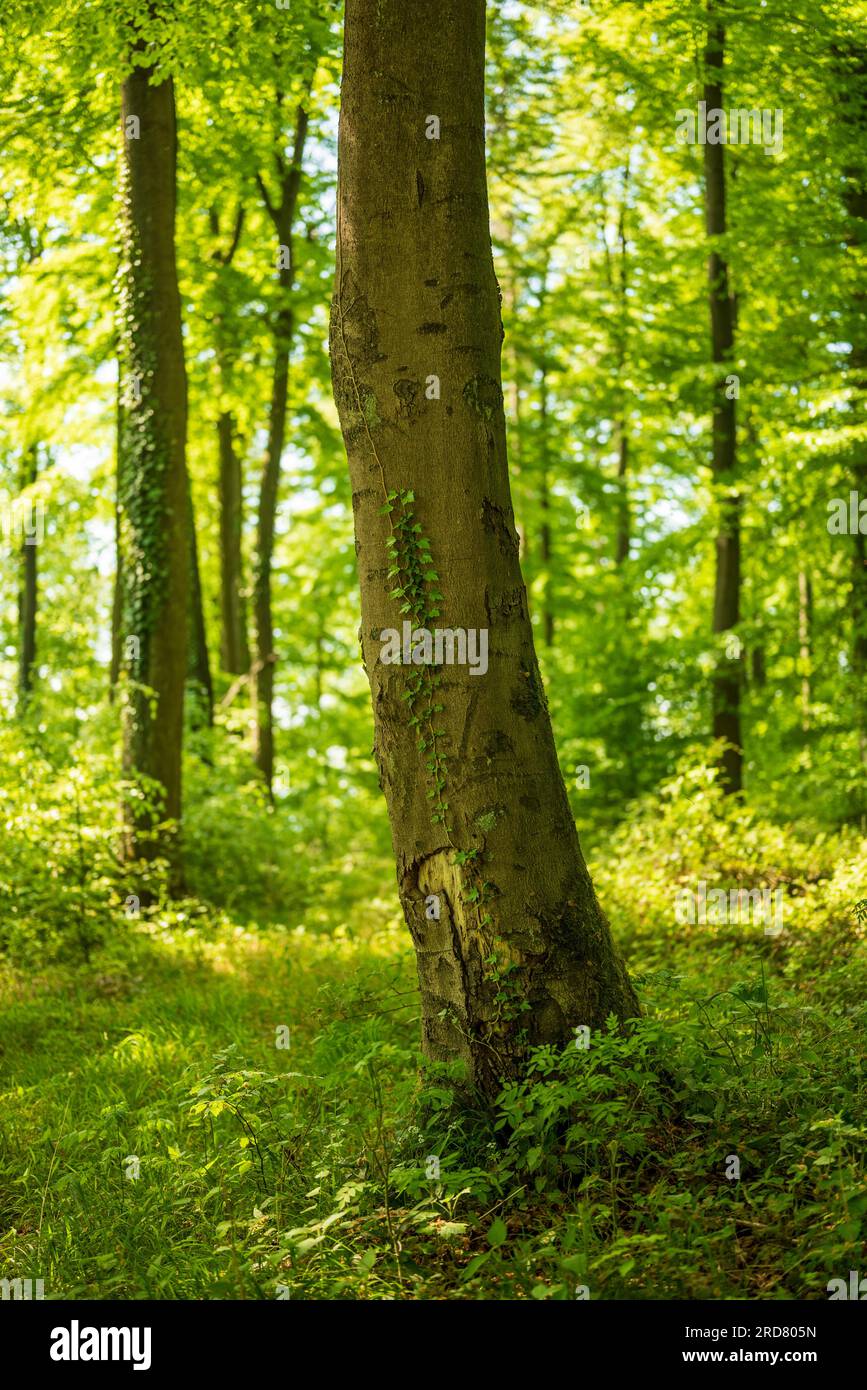 Beautiful light on a beech tree (Fagus) with an ivy vine climbing up ...