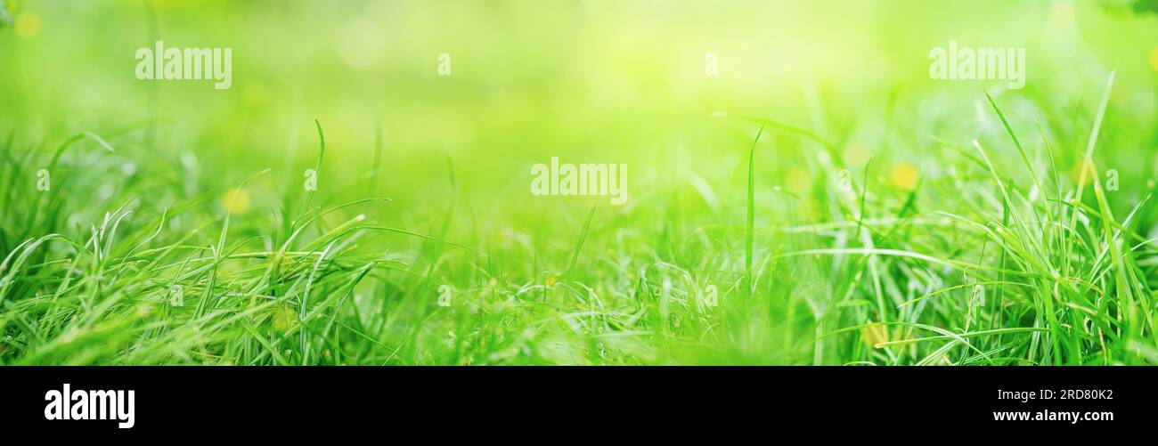 Natural green grass background Stock Photo - Alamy