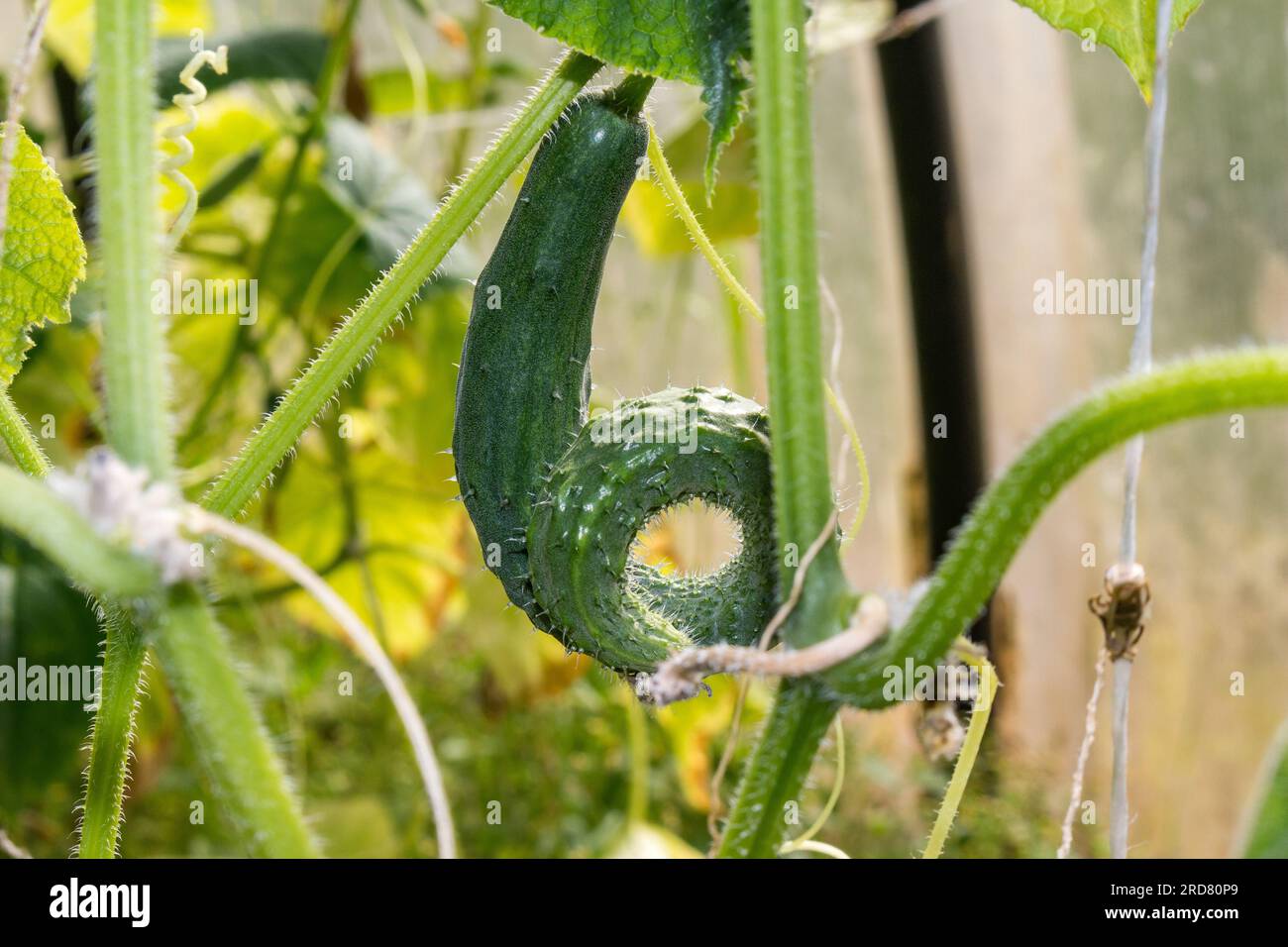 Cucumber spiral hi-res stock photography and images - Alamy