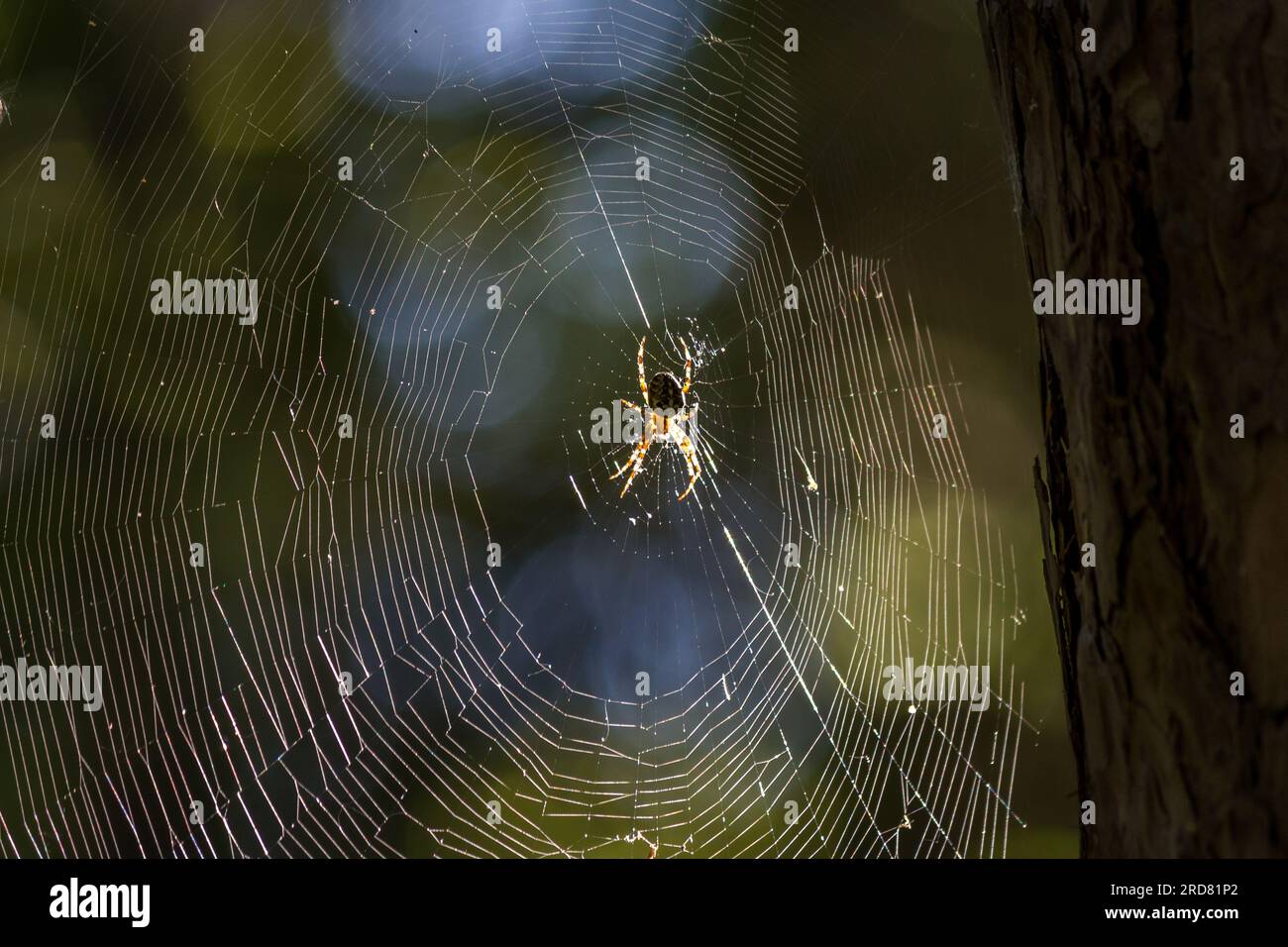 Big spider in the middle of a spider web in the forest Stock Photo - Alamy