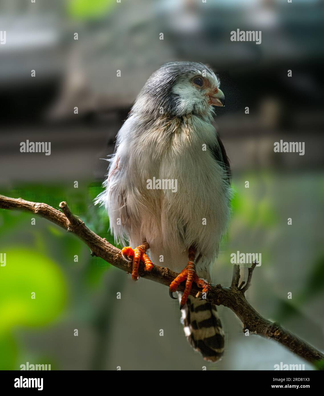 African Pygmy Falcon perched on branch, (Polihierax semitorquatus ...