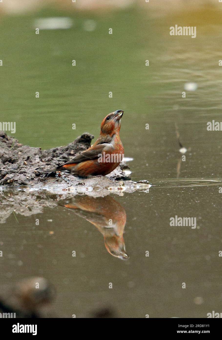 Common Crossbill (Loxia curvirostra) sub-adult male drinking at pool ...