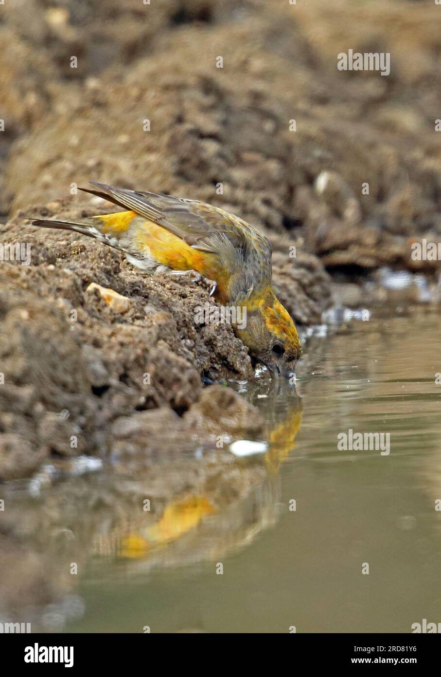 Common Crossbill (Loxia curvirostra) immature male drinking at pool ...