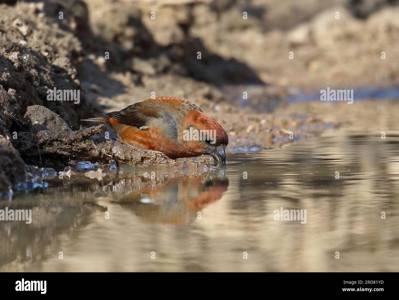 Common Crossbill (Loxia curvirostra) sub-adult male drinking at pool ...