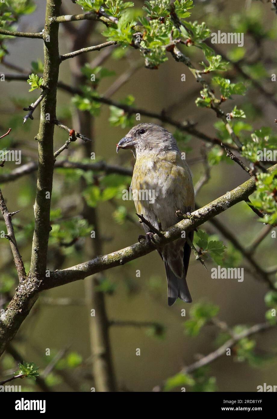 Common Crossbill (Loxia curvirostra) female perched in Hawthorn tree ...