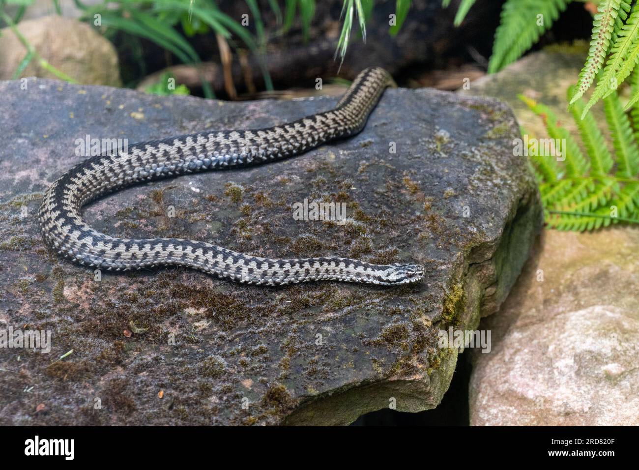 The Northern Viper ore common adder is one of the most wide spread ...