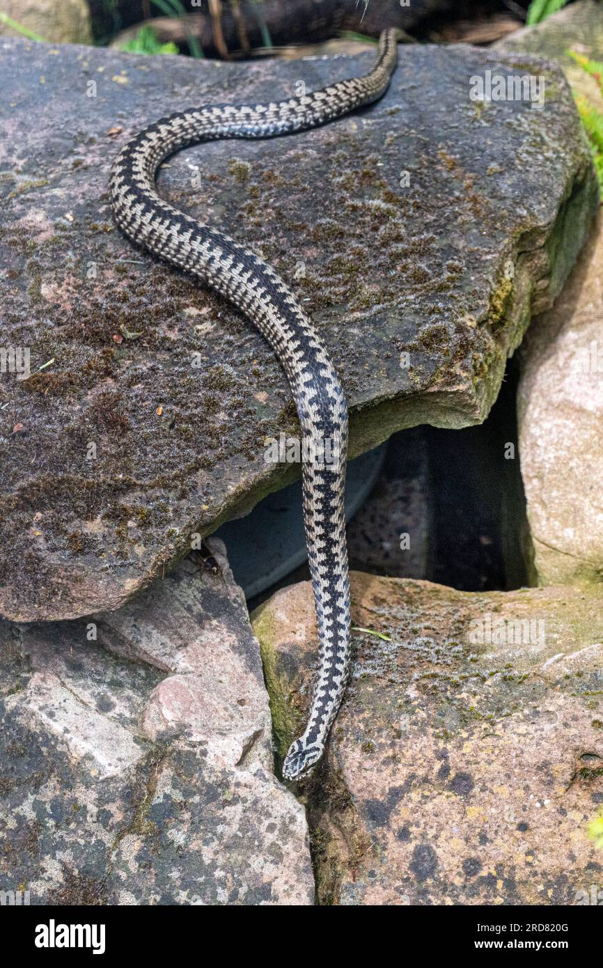 The Northern Viper ore common adder is one of the most wide spread ...