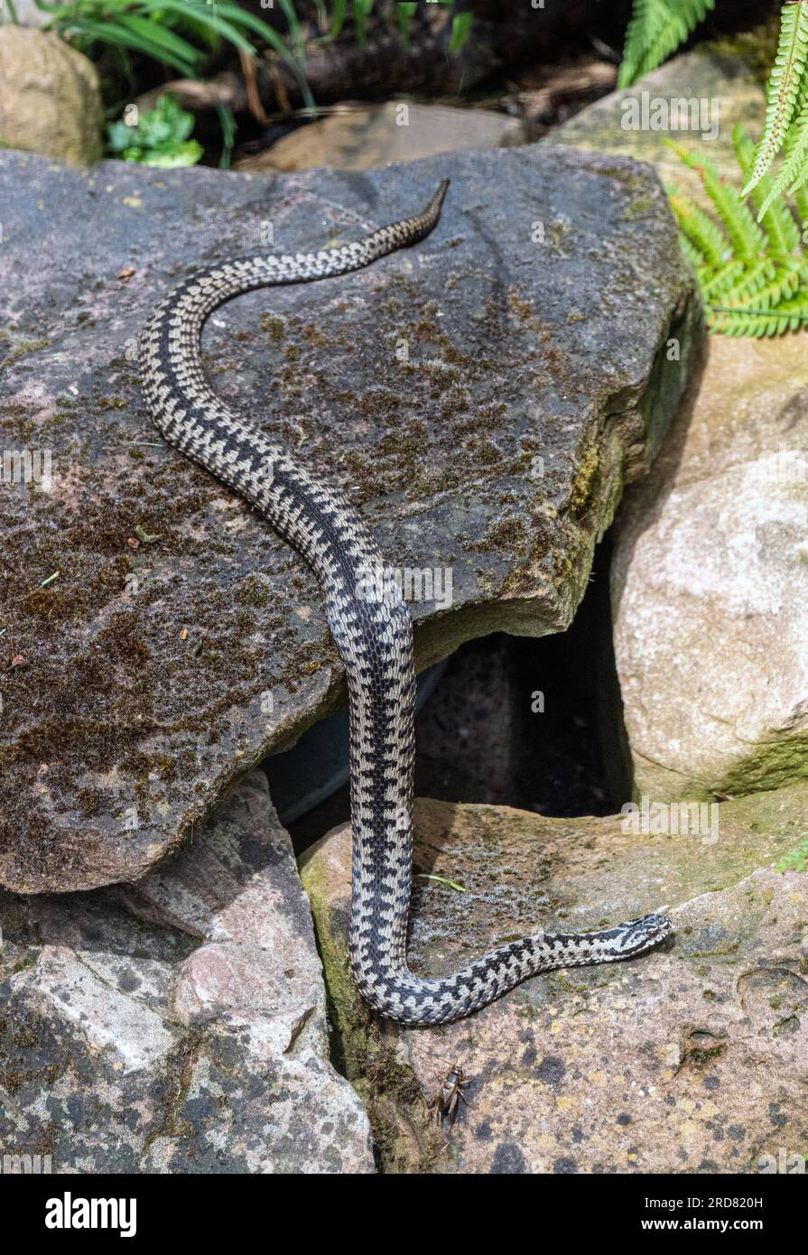 The Northern Viper ore common adder is one of the most wide spread ...