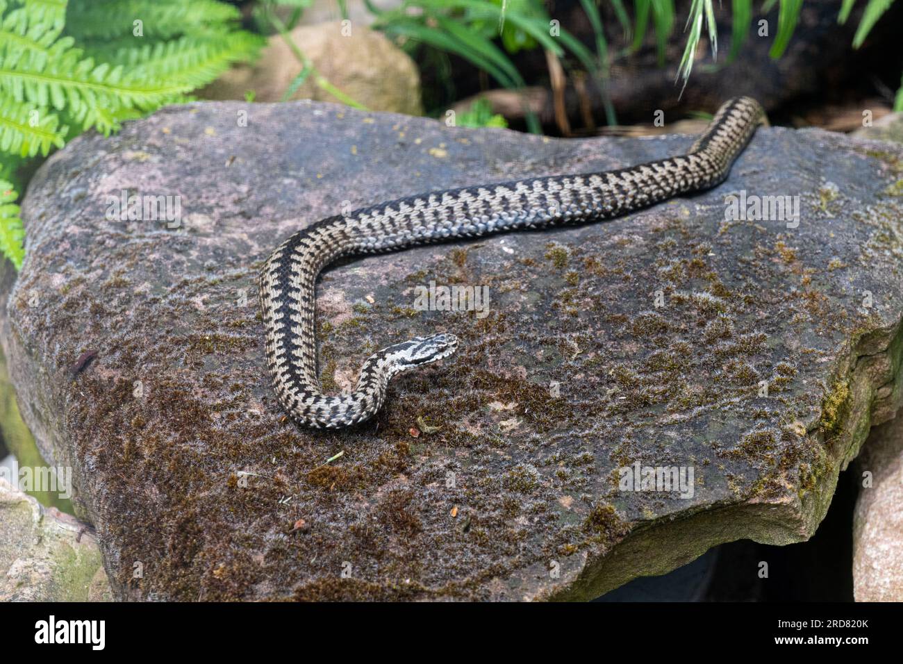 The Northern Viper ore common adder is one of the most wide spread ...