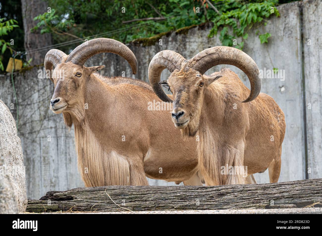 Barbary Sheep