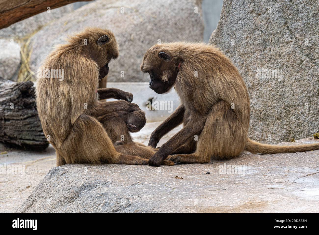 Close up of Gelada monkey family, male, female and a suckling baby ...