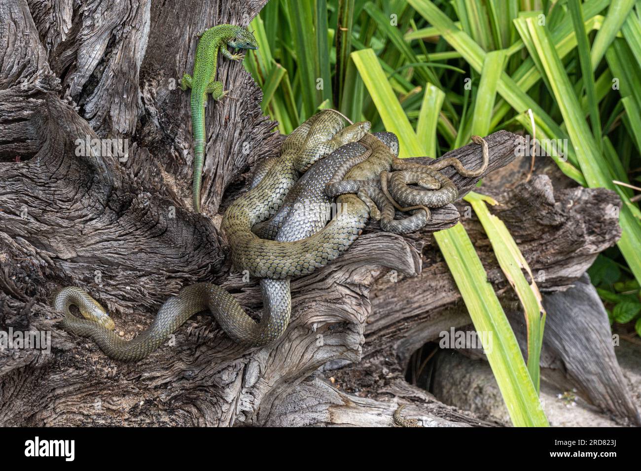 Ring snake with ocellated lizard Stock Photo - Alamy