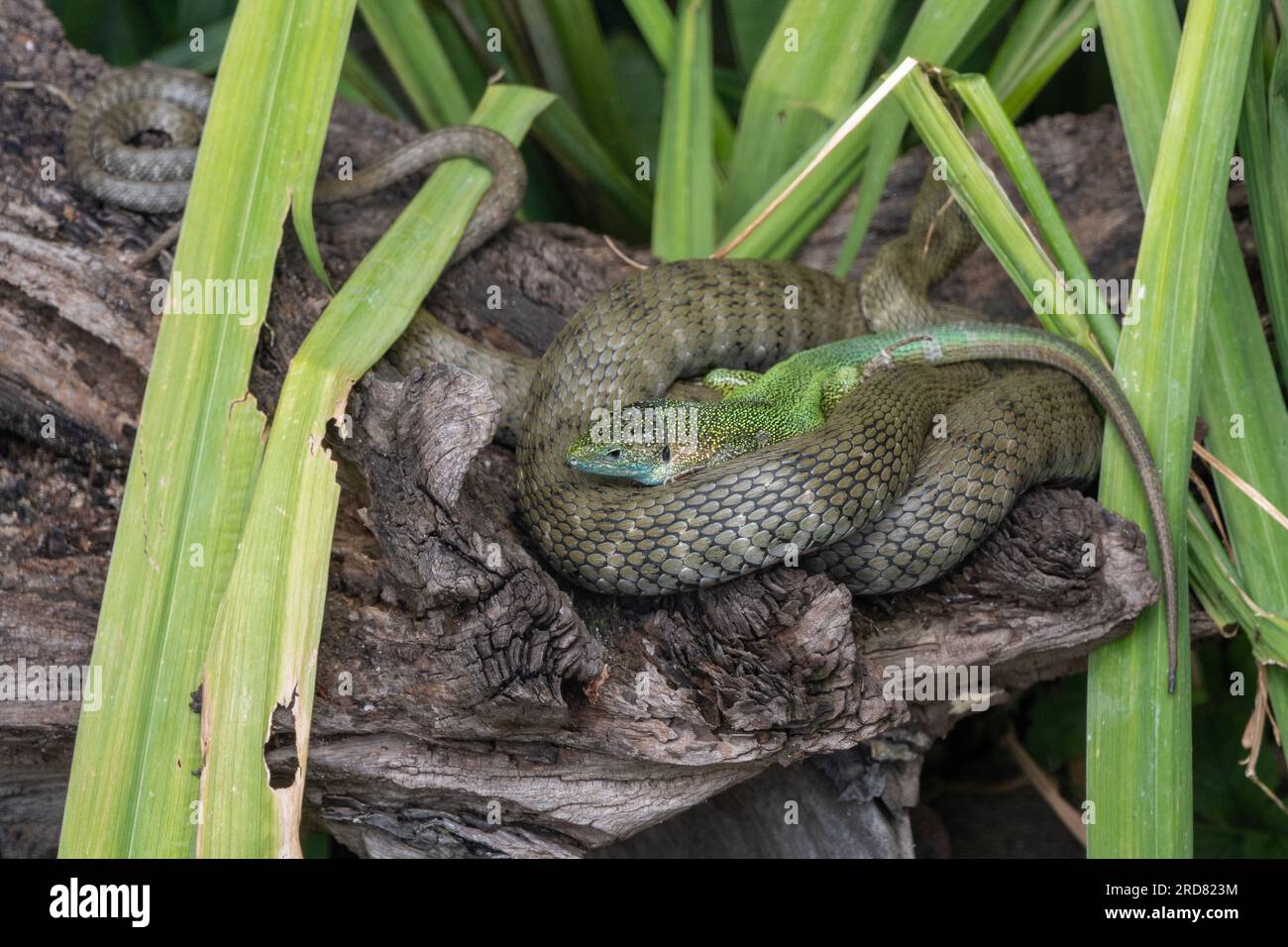 Ring lizard hi-res stock photography and images - Alamy