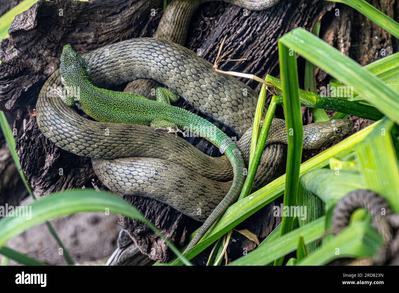 Ring lizard hi-res stock photography and images - Alamy