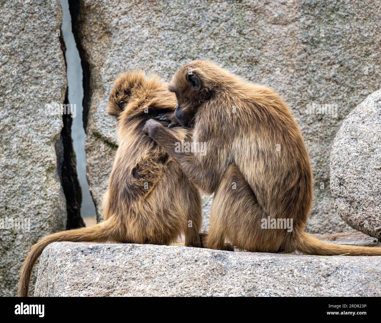 Close up of Gelada monkey family, male, female and a suckling baby ...