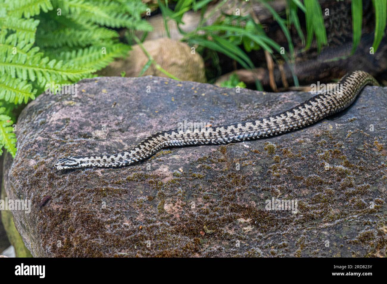 The Northern Viper ore common adder is one of the most wide spread ...