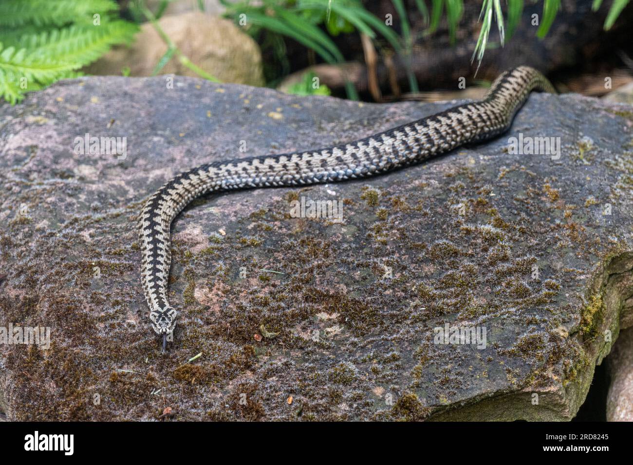 The Northern Viper ore common adder is one of the most wide spread ...