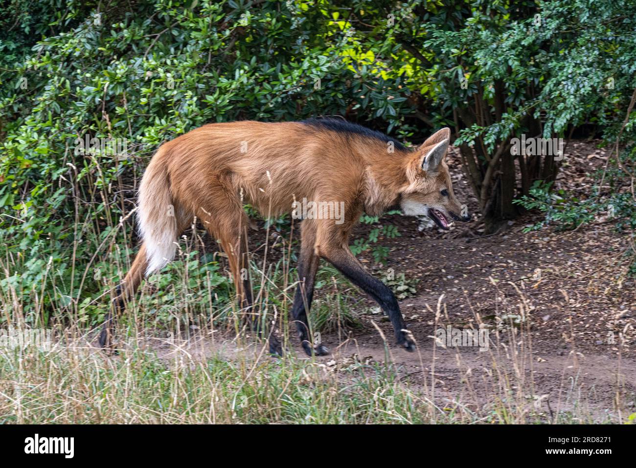 Maned Wolf (Chrysocyon brachyurus) in typical Cerrado grassland habitat ...