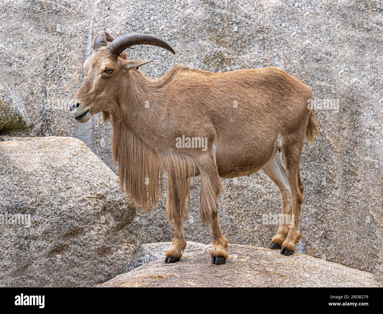 Male Barbary sheep (Ammotragus lervia Stock Photo - Alamy