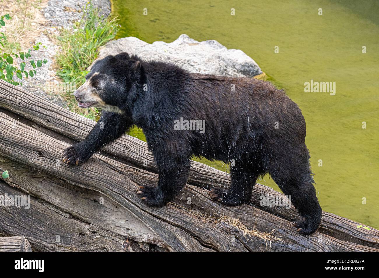 Spectacled bear (Tremarctos ornatus), Andean bear Stock Photo - Alamy